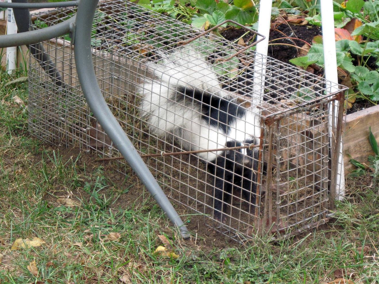 Our Work - Creature Catchers
